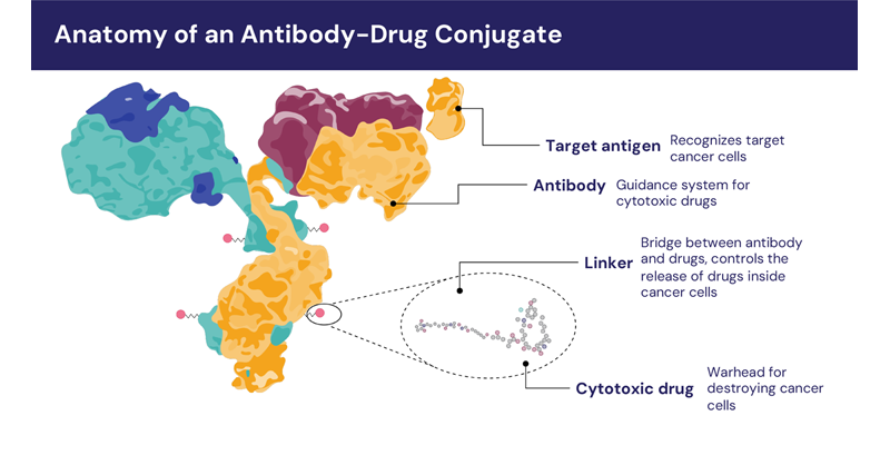 TROP2-Directed Antibody-Drug Conjugates for Breast Cancer: The Clinical ...